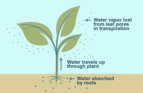 Canopy Interception, Surface Storage, and Evapotranspiration (ET ...